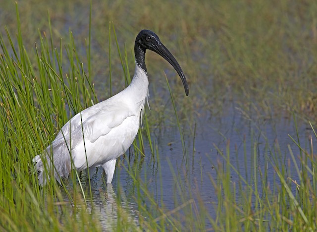 Black Headed Ibis Black Headed Ibis