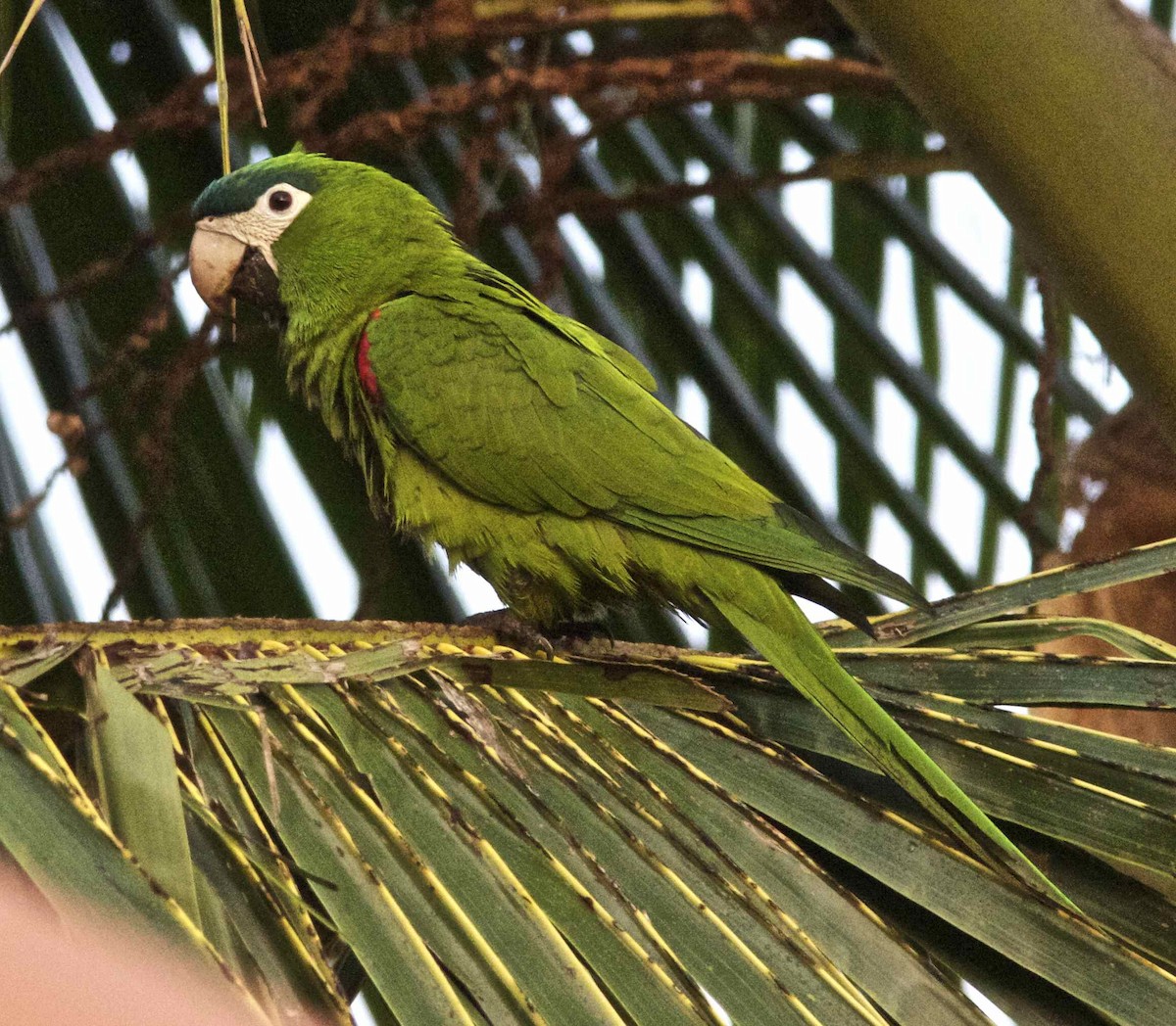 Red-shouldered Macaw (Southern) - eBird