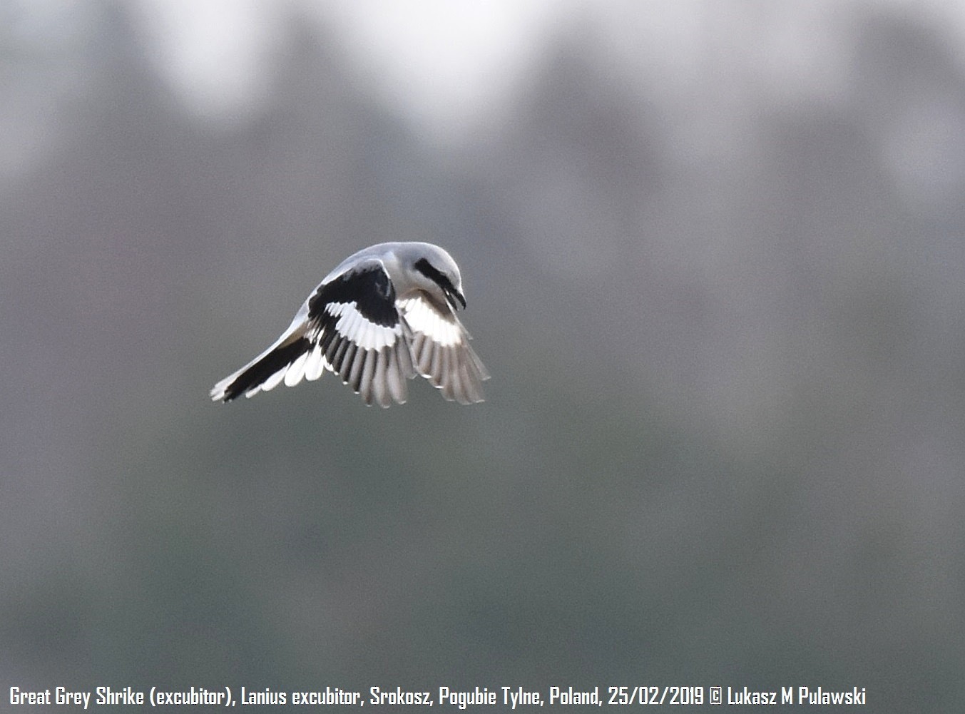 Great Gray Shrike (Great Gray) - eBird