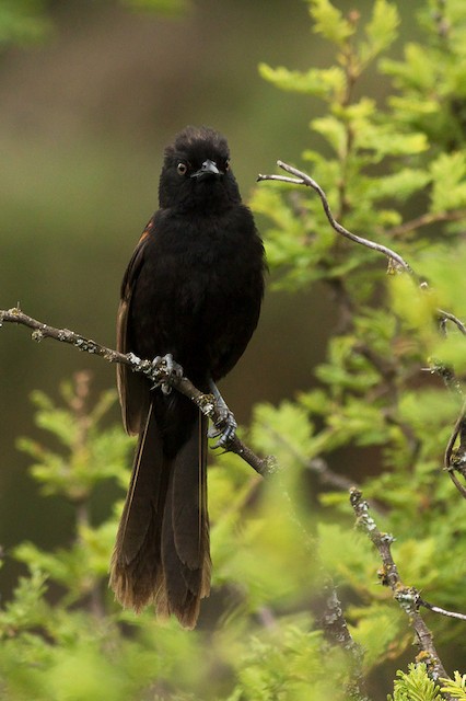 Photos - Variable Oriole - Icterus pyrrhopterus - Birds of the World