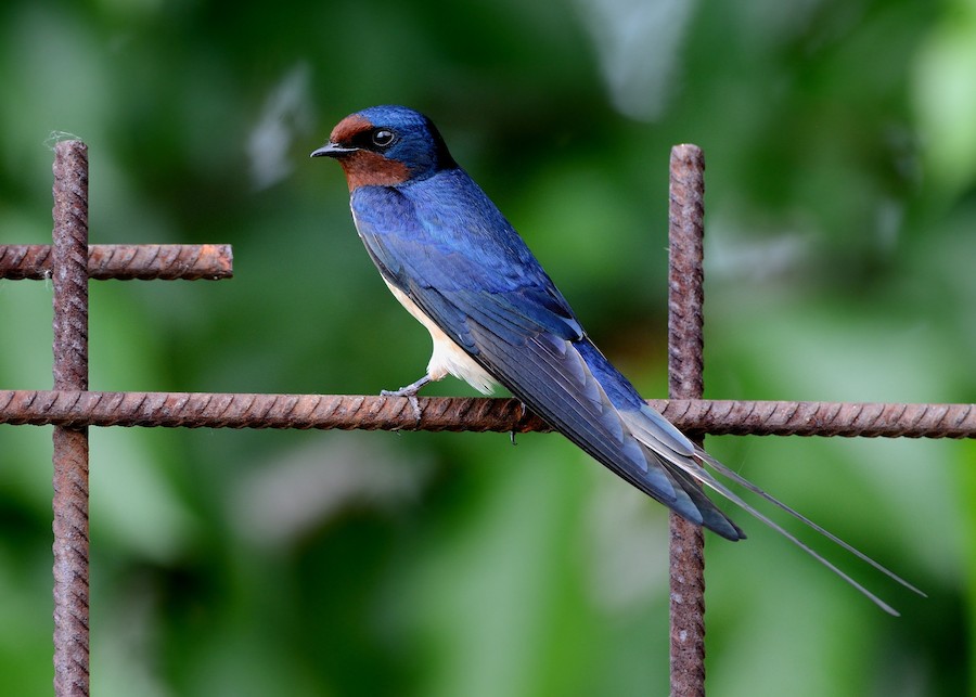 Barn Swallow (White-bellied) - eBird