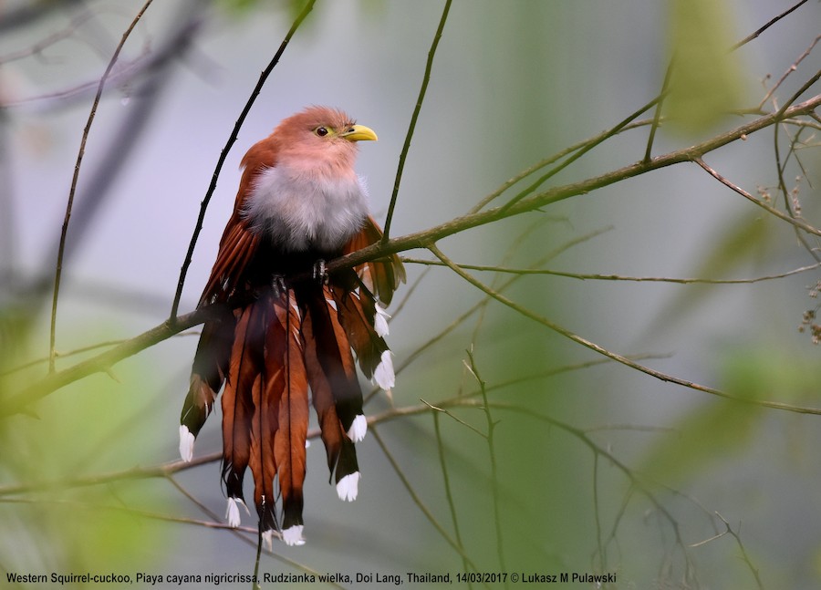 Squirrel Cuckoo (nigricrissa) - eBird
