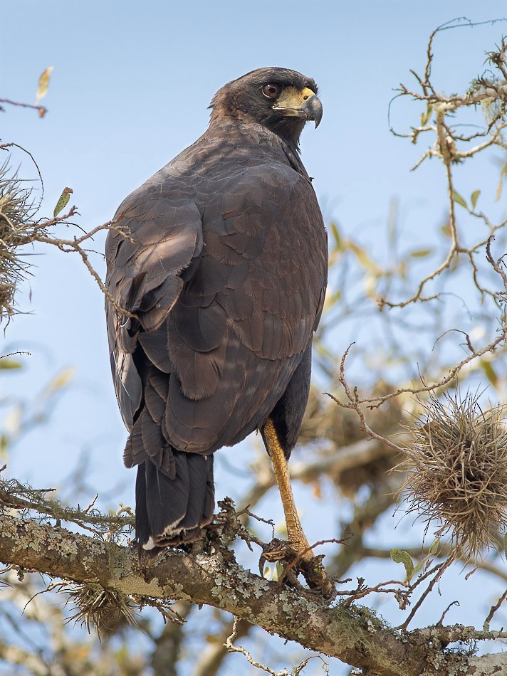 Great Black Hawk (Southern) - eBird