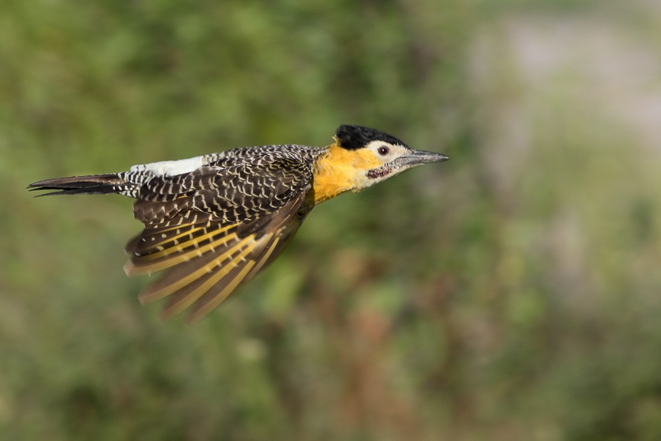 Campo Flicker (Field) - eBird