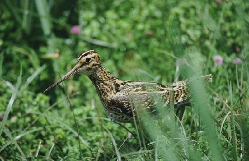 ML204628681 - Great Snipe - Macaulay Library