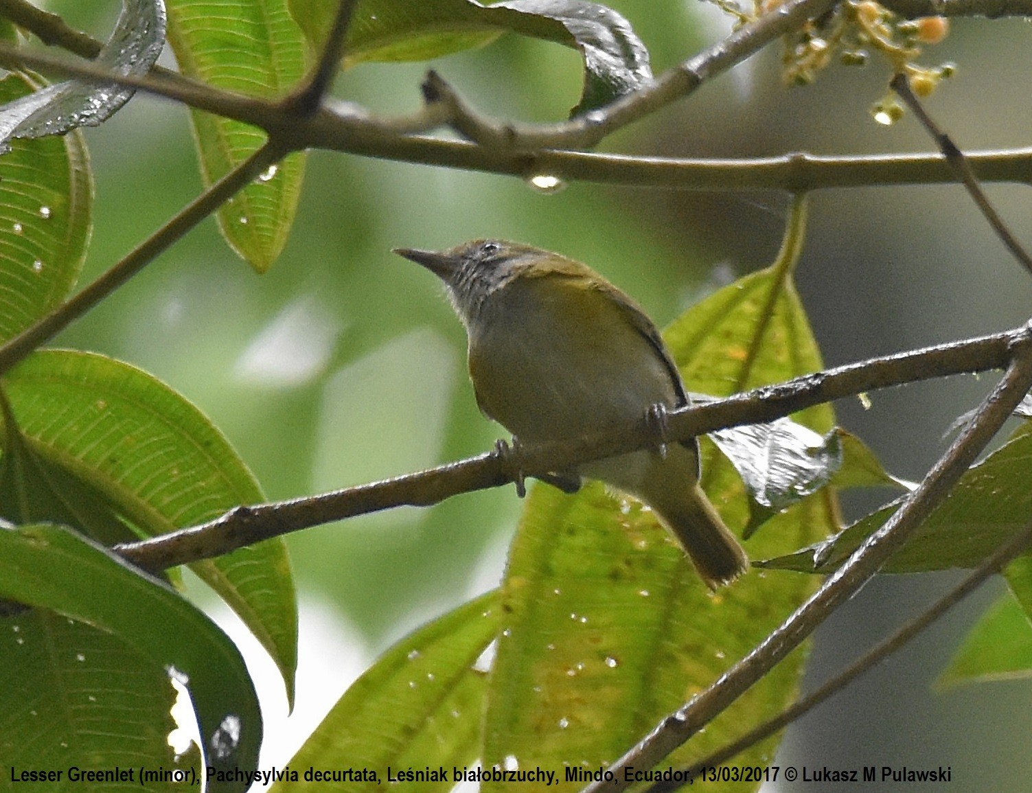 Verdillo Menor (minor) - eBird