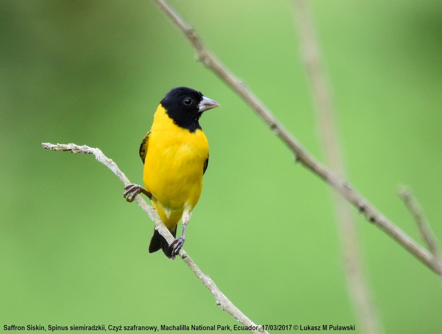 Saffron Siskin - eBird