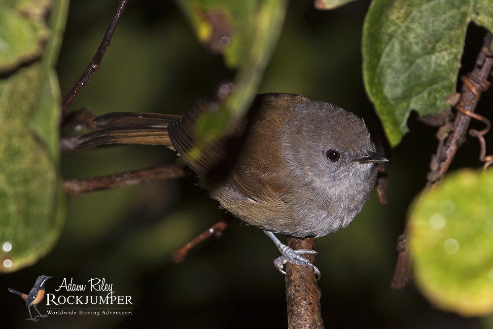 African Hill Babbler (African) - eBird