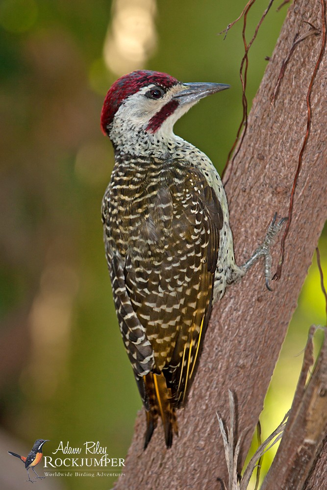 Bennett's Woodpecker (Bennett's) - eBird