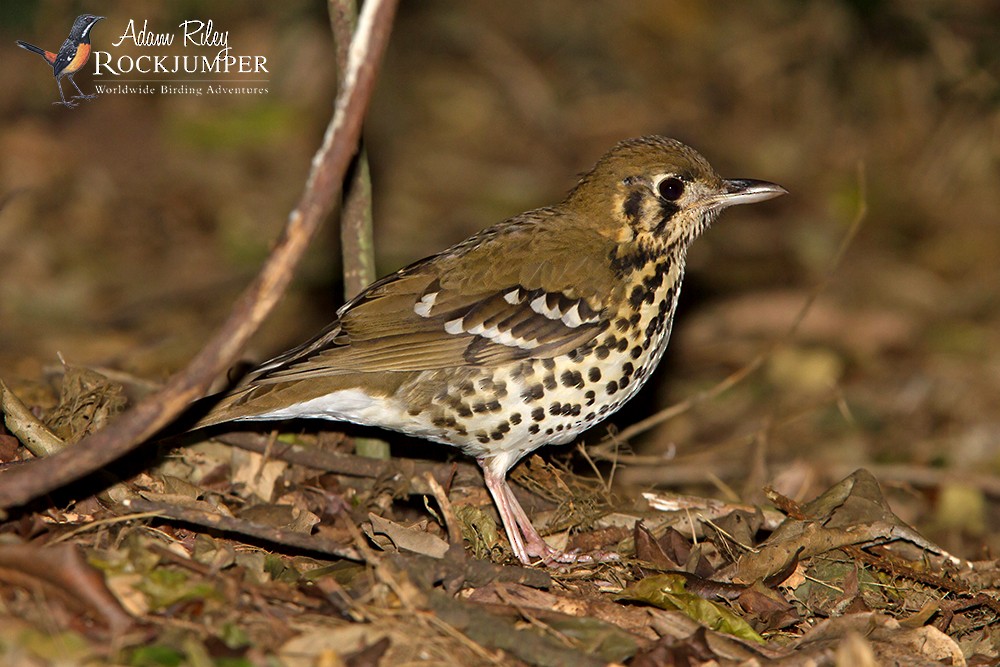 Spotted Ground-Thrush (Spotted) - eBird