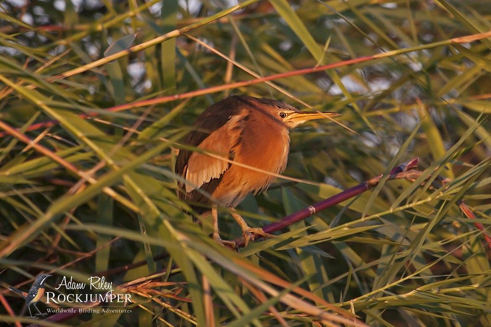 eBird Checklist - 22 Oct 2008 - Kinkony--Sakalava Rail site - 3 species