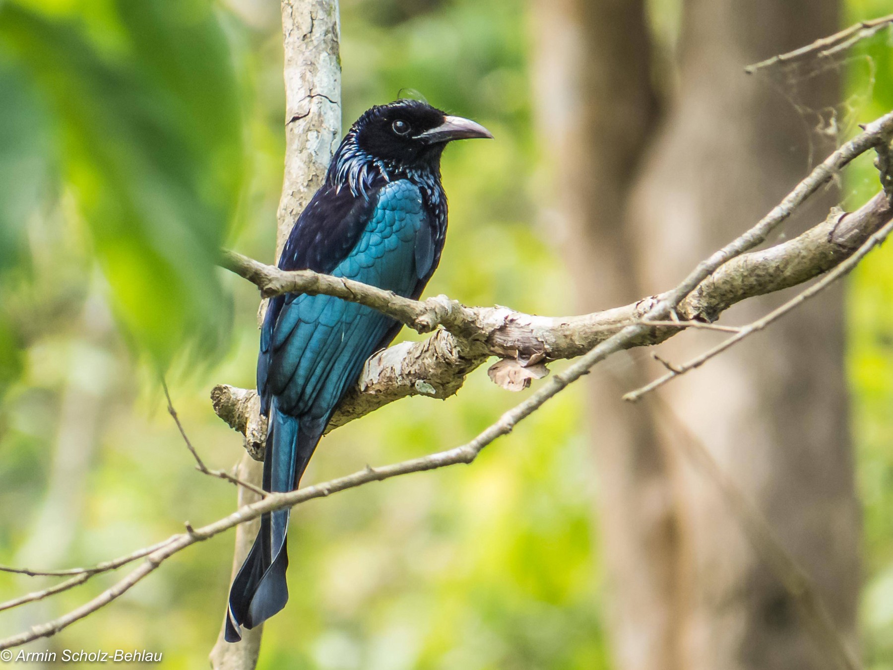 Hair-crested Drongo (Hair-crested) - eBird