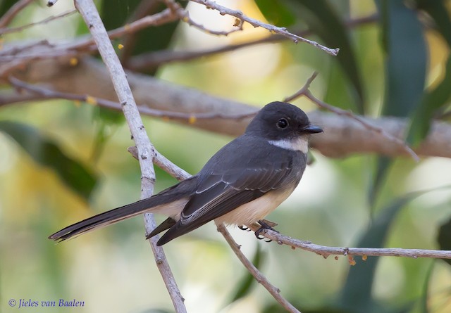 Photos - Northern Fantail - Rhipidura rufiventris - Birds of the World