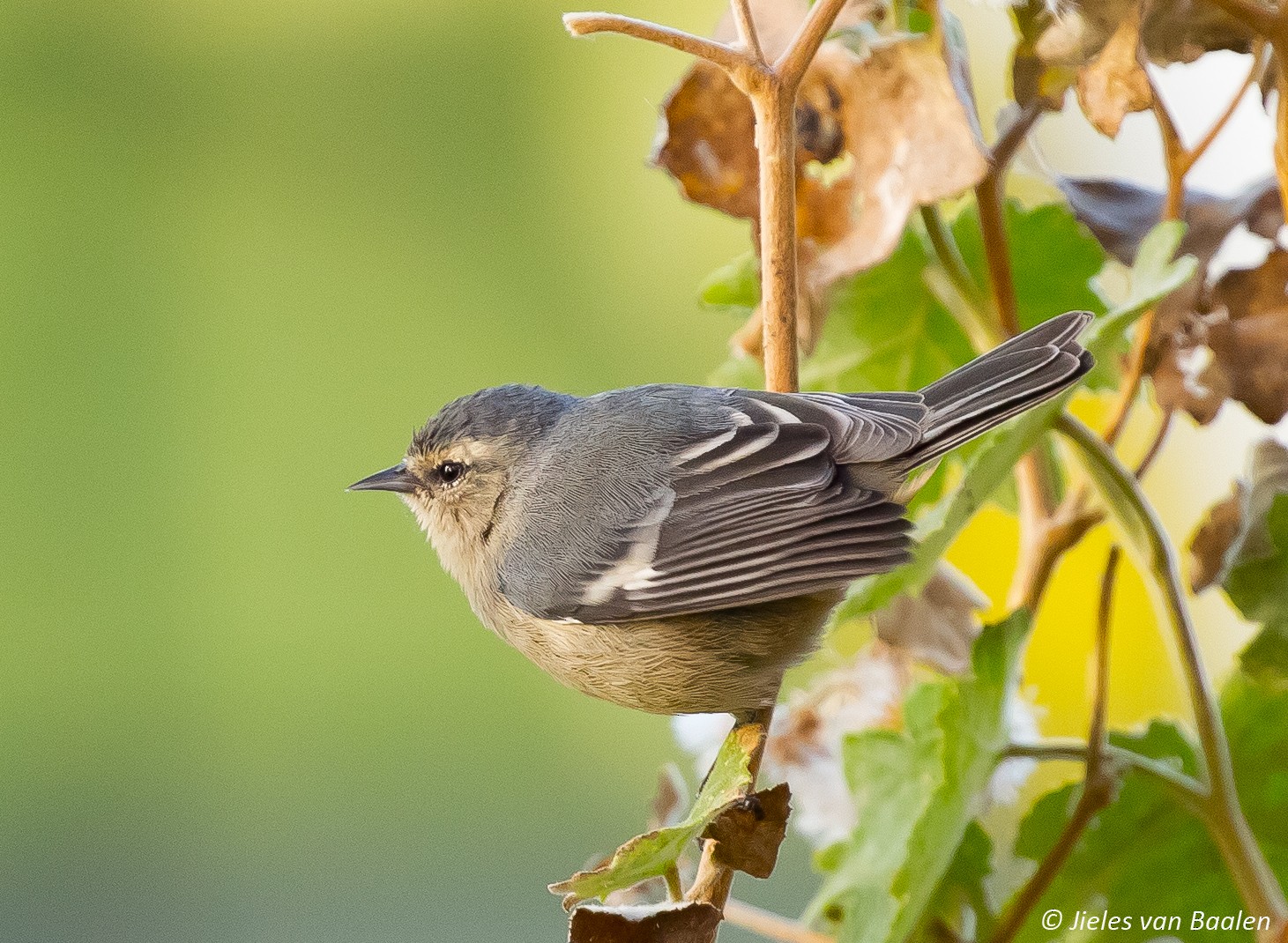 Cinereous Conebill (Cinereous) - eBird