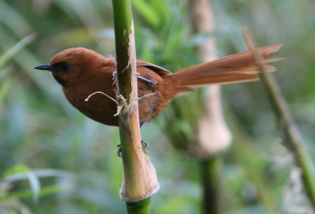 Photos - Black-throated Spinetail - Synallaxis castanea - Birds of the ...