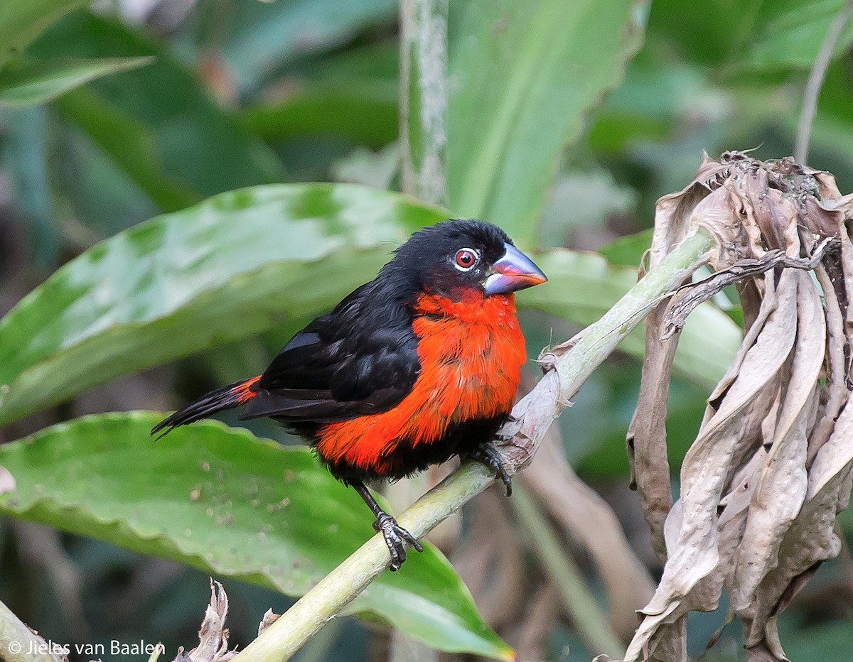 Western Bluebill (Red-rumped) - eBird