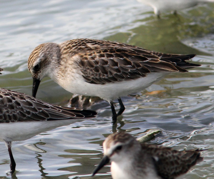 Calidris stint/sandpiper sp. - eBird