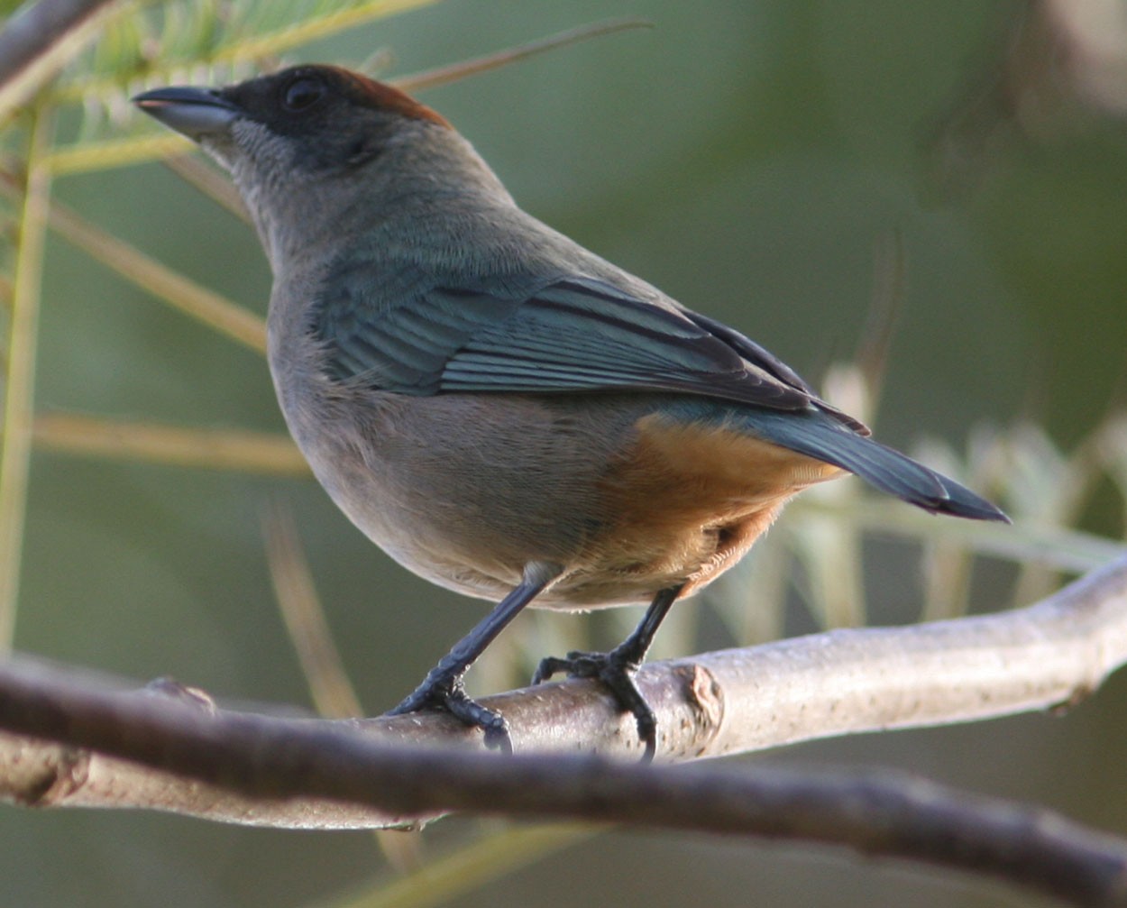 Lesser Antillean Tanager (Grenada) - eBird