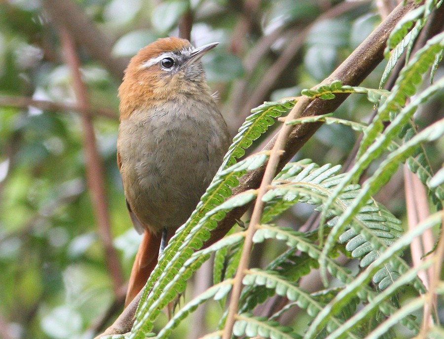 Pijuí Paramero (cinereiventris) - eBird