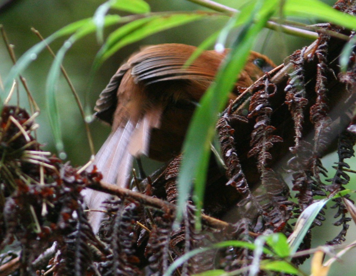 Rufous Spinetail (meridana) - eBird