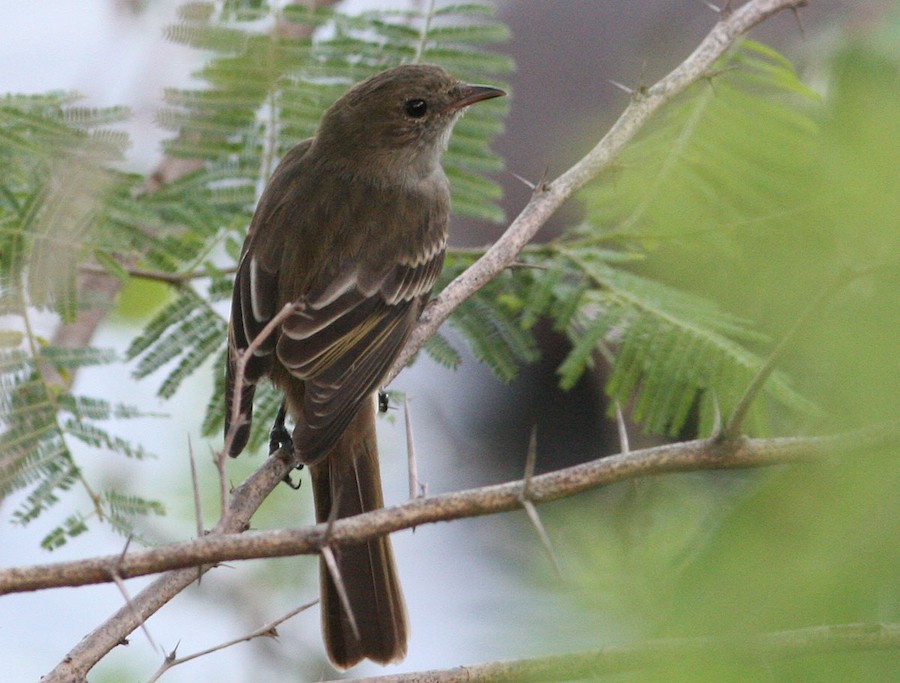 Fiofío Caribeño (grupo martinica) - eBird