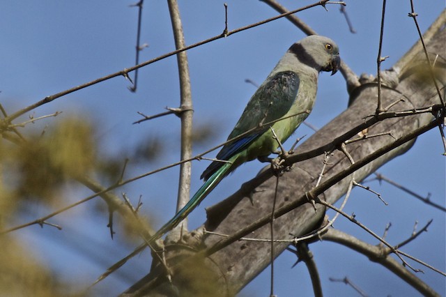 Malabar Parakeet - Identification Psittacula columboides