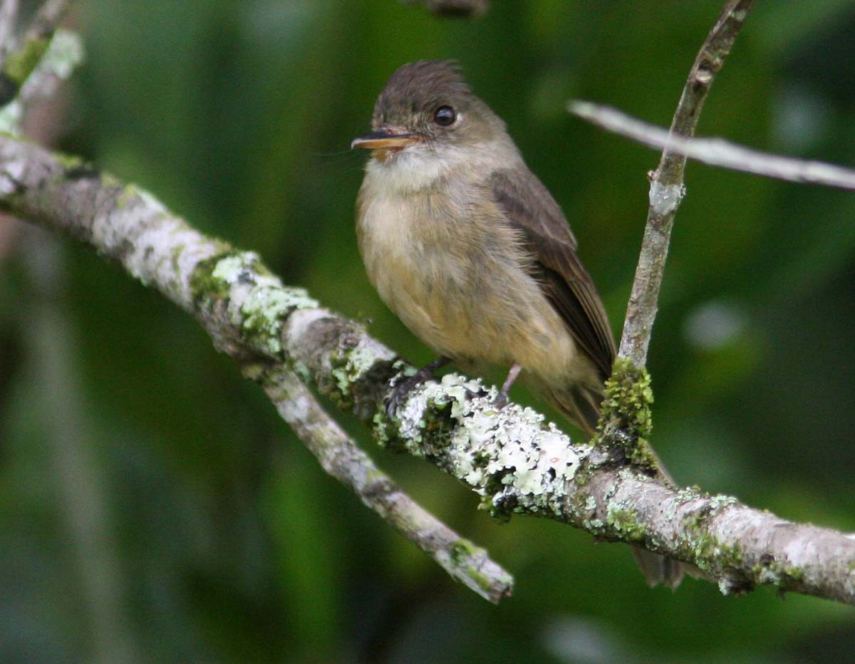 Lesser Antillean Pewee (Lesser Antilles) - eBird