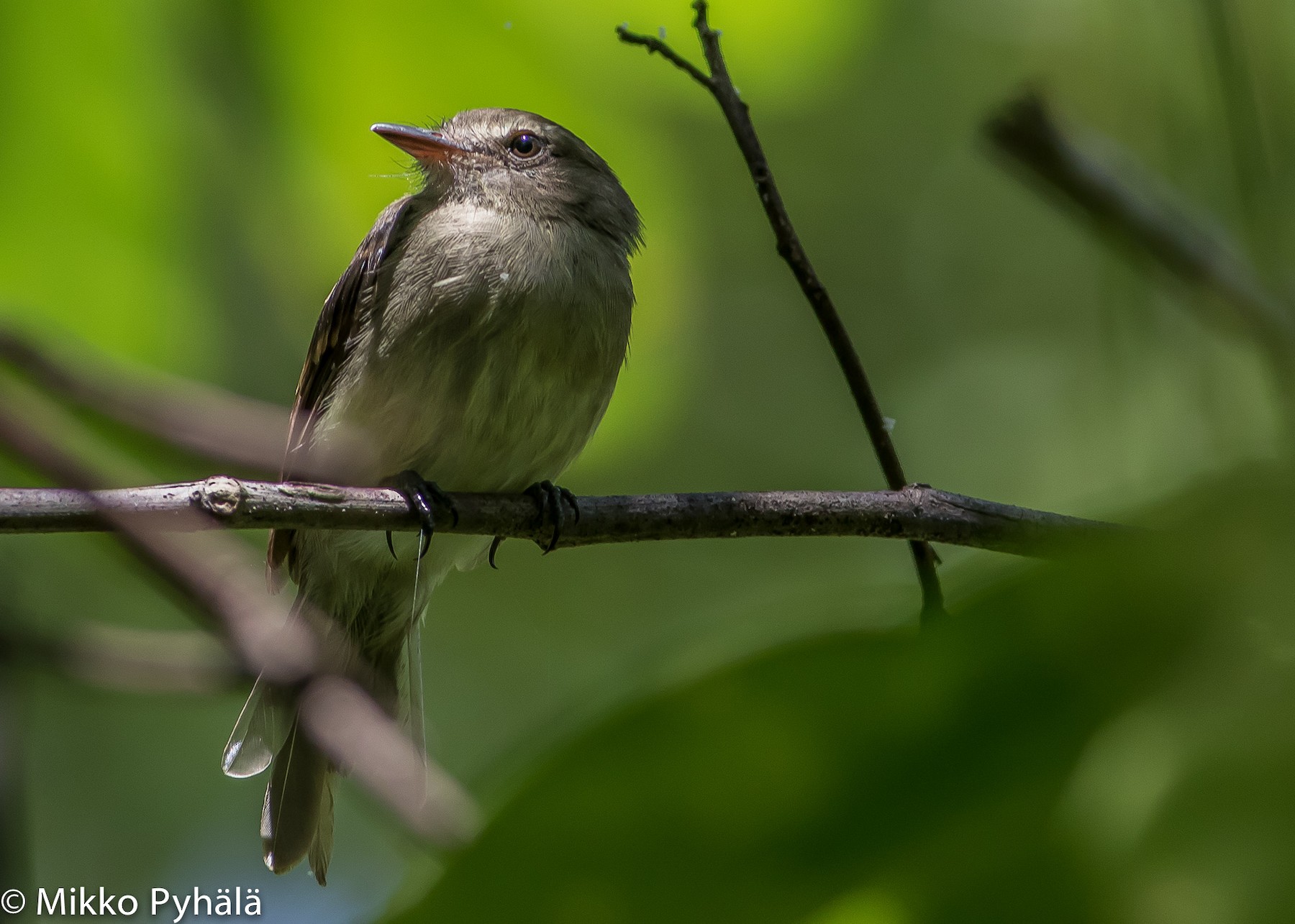 Fuscous Flycatcher (Fuscous) - eBird