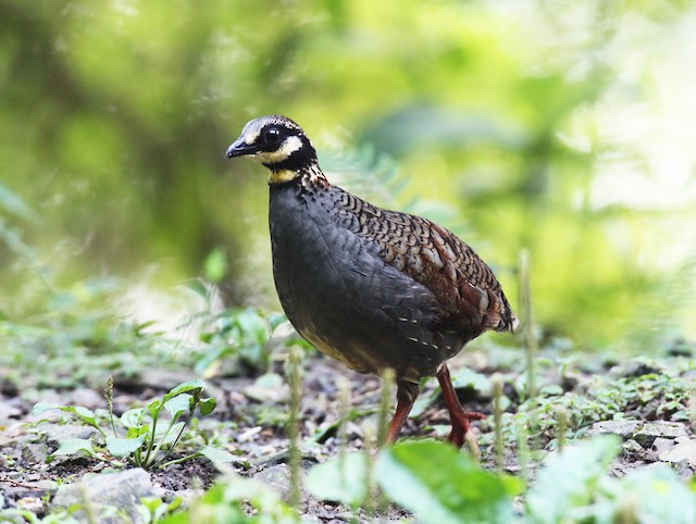 Photos - Taiwan Partridge - Arborophila crudigularis - Birds of the World