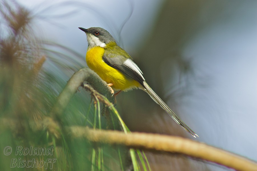 White-winged Apalis - eBird