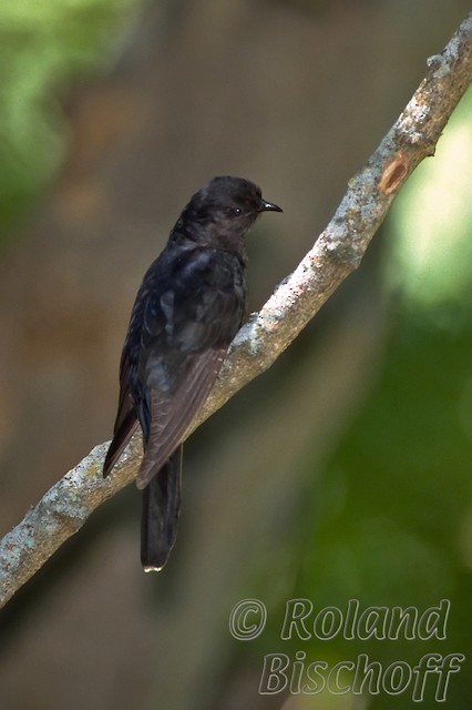 Black Cuckoo Bird