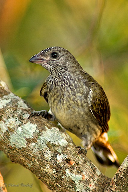 Photos - Scaly-throated Honeyguide - Indicator variegatus - Birds of ...