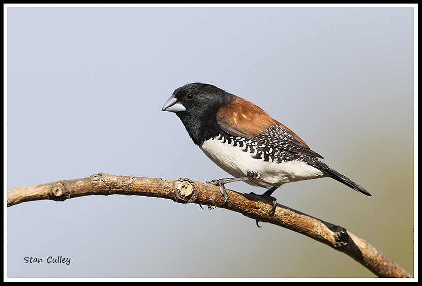 Black-and-white Mannikin (Red-backed) - eBird