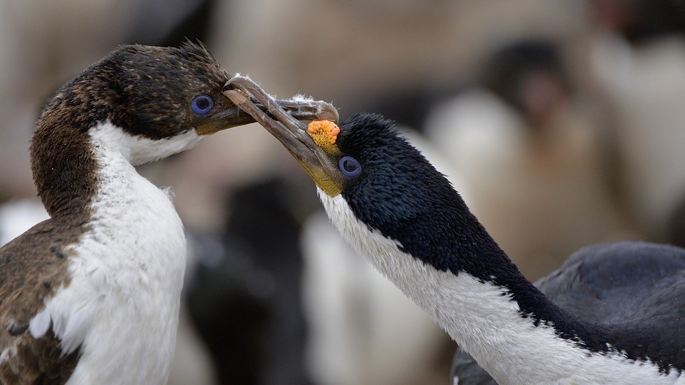 Cormorán Imperial (real) - eBird