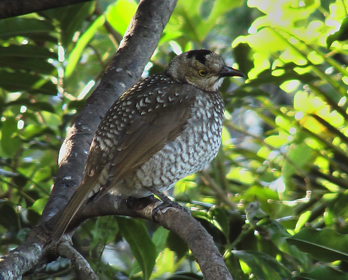 eBird Checklist - 17 Jul 2007 - O'Reilly's Rainforest Retreat - 1 species