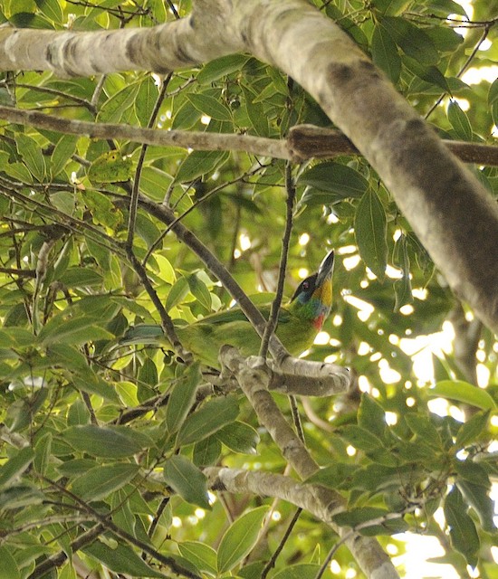 Photos - Chinese Barbet - Psilopogon faber - Birds of the World