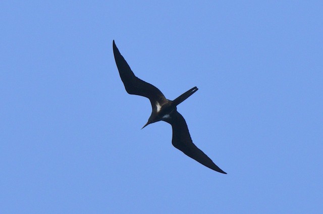Photos - Lesser Frigatebird - Fregata ariel - Birds of the World