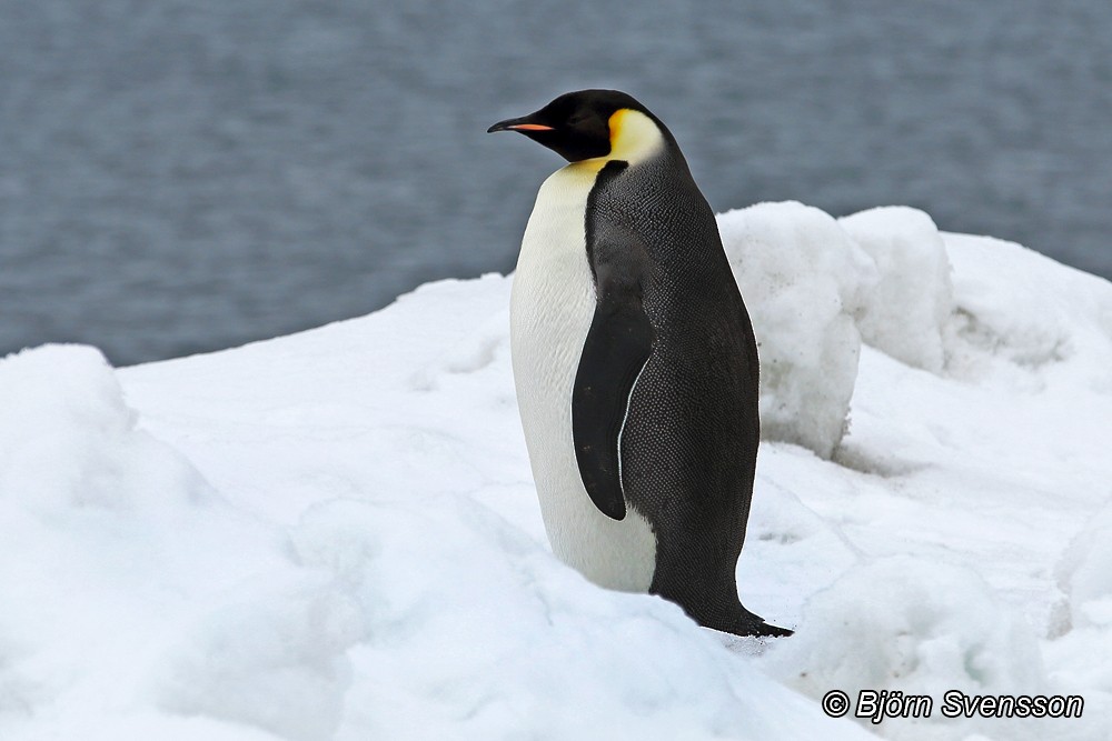 ML204784571 - Emperor Penguin - Macaulay Library