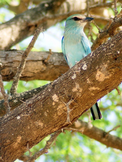 Photos - Abyssinian Roller - Coracias abyssinicus - Birds of the World