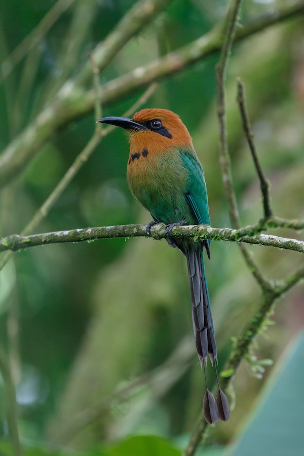 Broad-billed Motmot (Broad-billed) - eBird