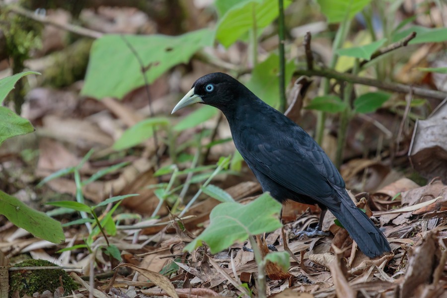 Grimiznoleđa kacika (microrhynchus) - eBird