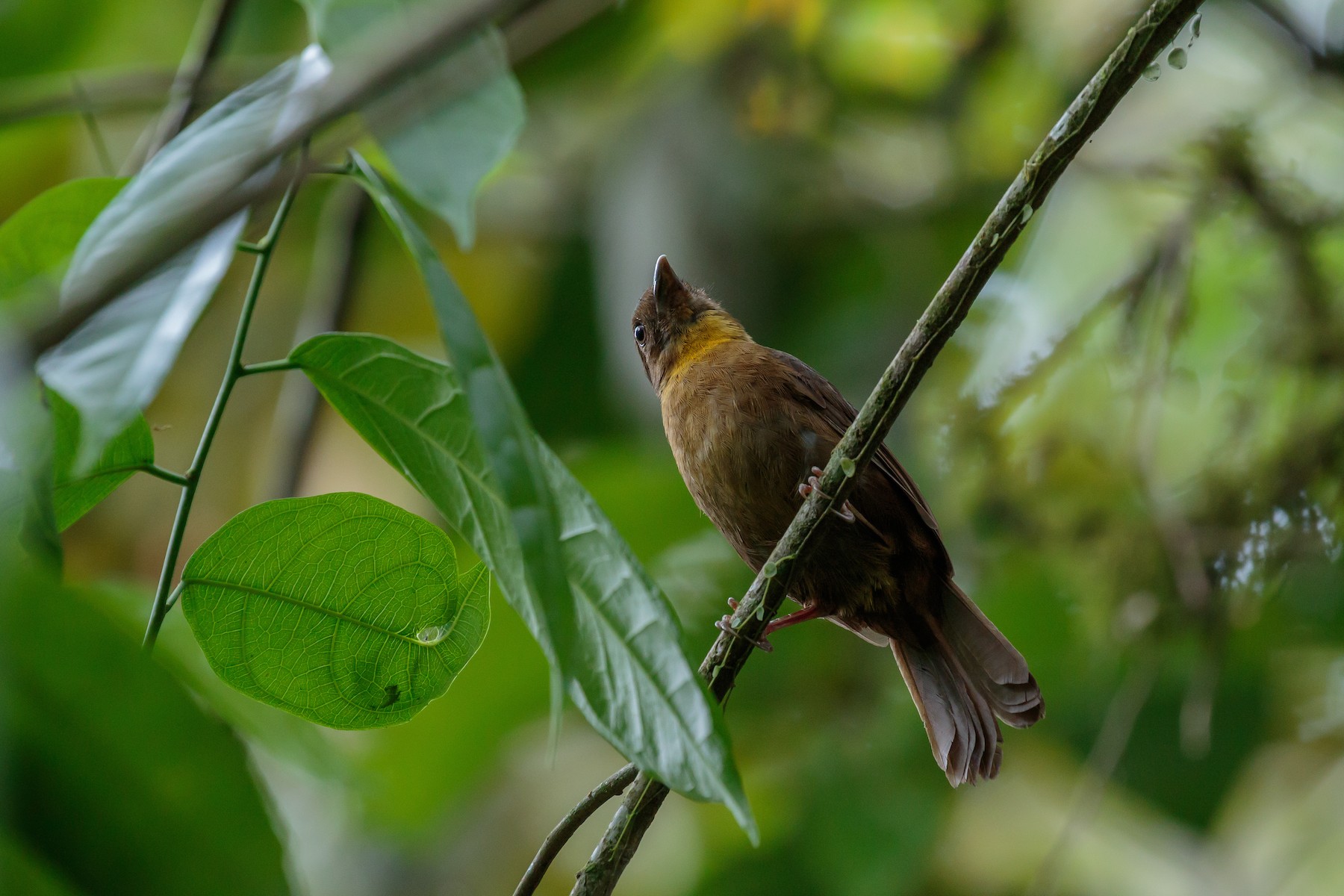 Red-throated Ant-Tanager (Red-throated) - eBird
