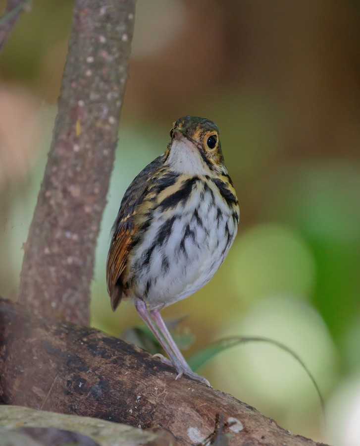 Streak-chested Antpitta (Pacific Slope) - eBird