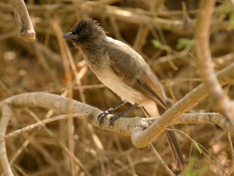 Common Bulbul (Common) - eBird