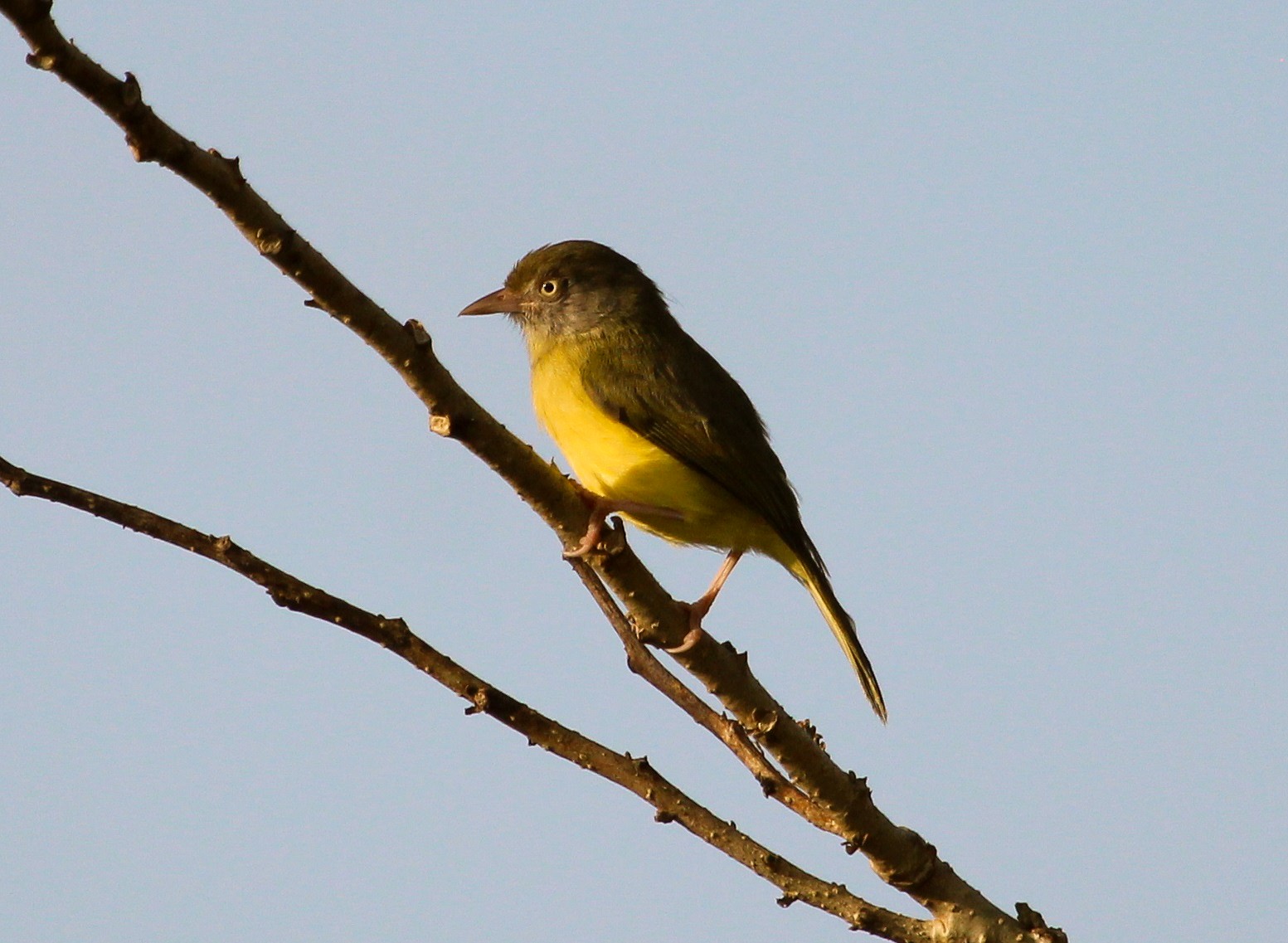 Scrub Greenlet (Yellow-green) - eBird