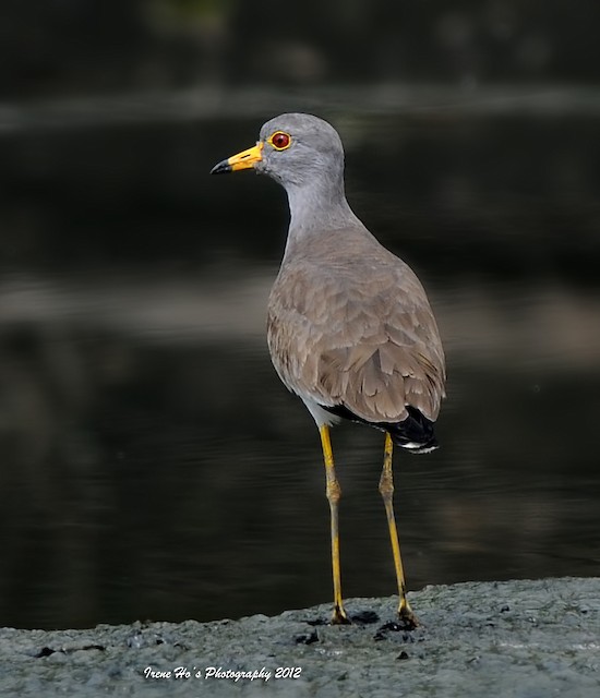 Photos - Gray-headed Lapwing - Vanellus cinereus - Birds of the World