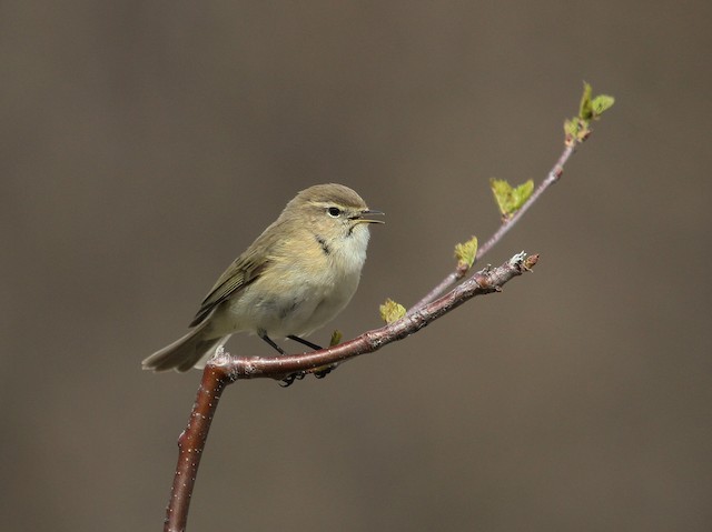 Mountain Chiffchaff