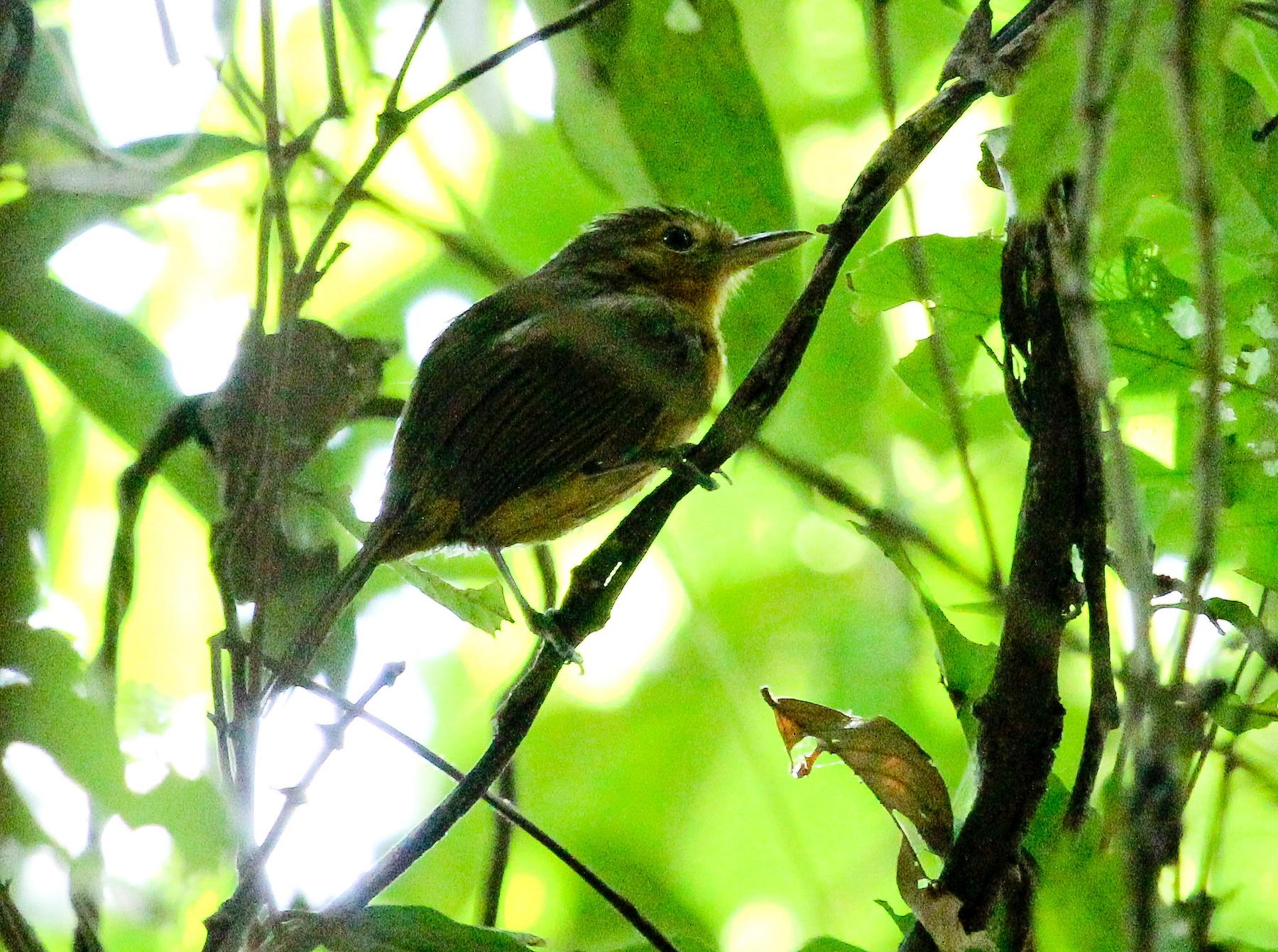 Hormiguero Tirano (tyrannina/crepera) - eBird