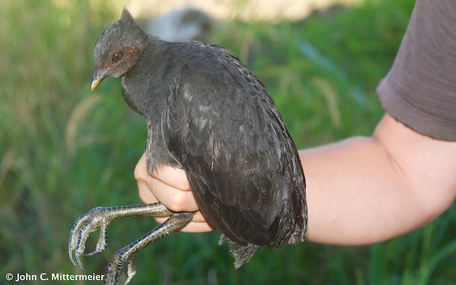 Photos - Tanimbar Megapode - Megapodius tenimberensis - Birds of the World