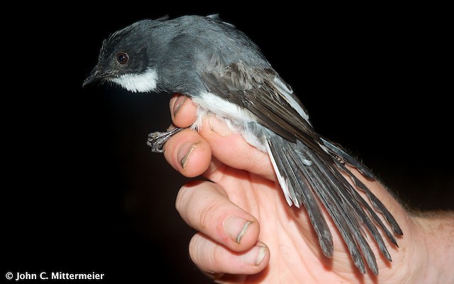 Photos - Northern Fantail - Rhipidura rufiventris - Birds of the World